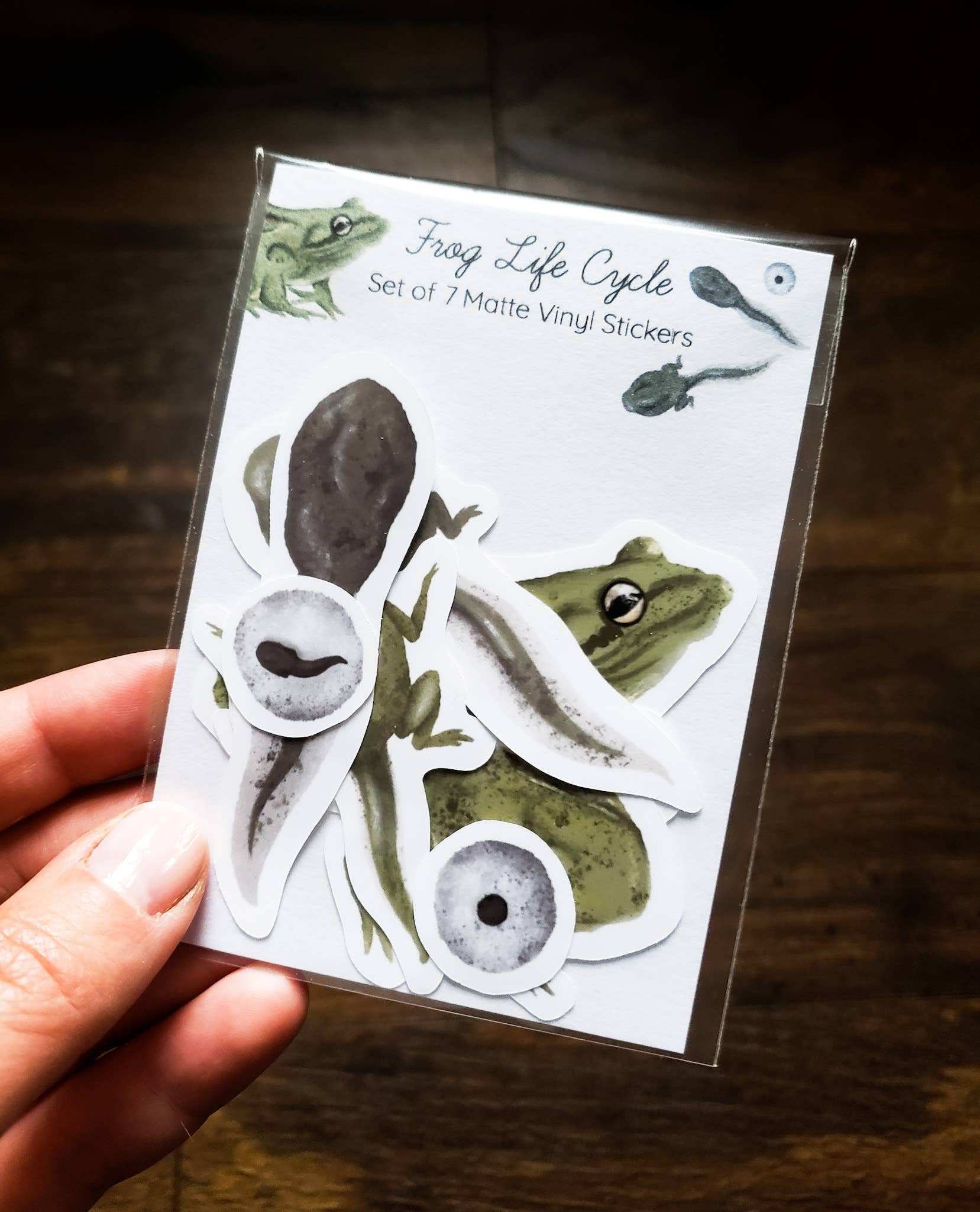 Stephanie Hathaway Designs - Frog Life Cycle Sticker Pack, Set of 7 ...